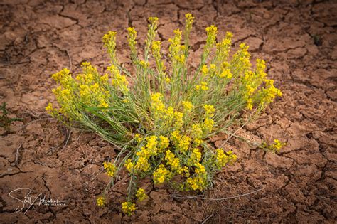 Posts Scott Ackerman