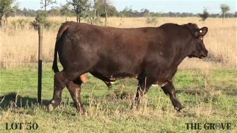 Lot 050 Youtube