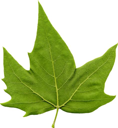 Tree Leaves Texture Png
