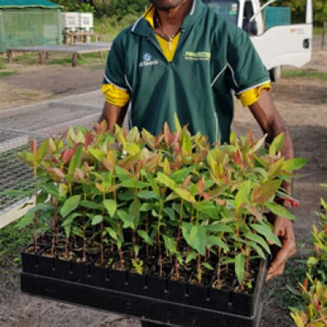 Fibercell 84 Long Life Primehort Smarter Growing