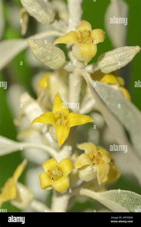 Narrow Leaved Willow Elaeagnus Angustifolia Flowers And Leaves