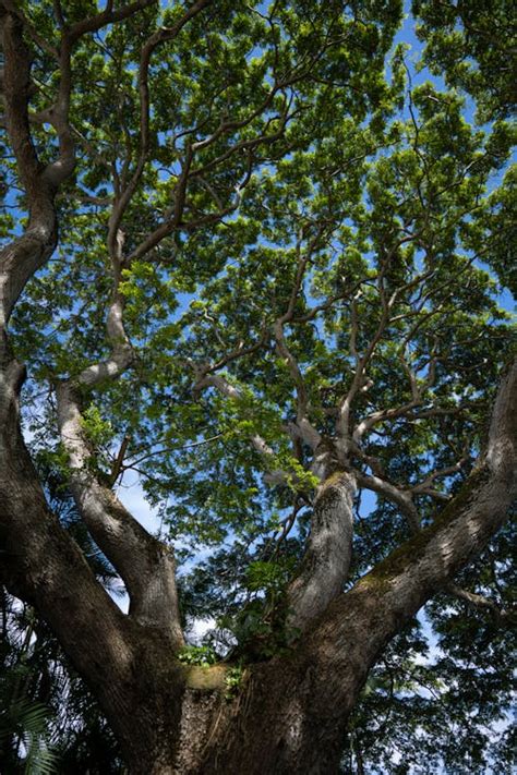 가지 경치 경치가 좋은 계절 광합성 그늘 나무 나무 껍질 나무 줄기 나무 캐노피 나뭇잎 녹색 녹지 밝은 봄 생체 생태 성장 수직 쐈어 숲