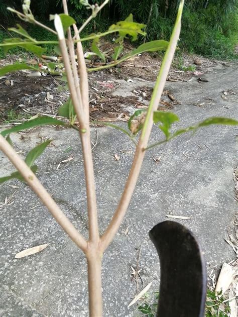 農村隨處可見的一種東西可入藥可做菜還可做成打鳥神器 每日頭條