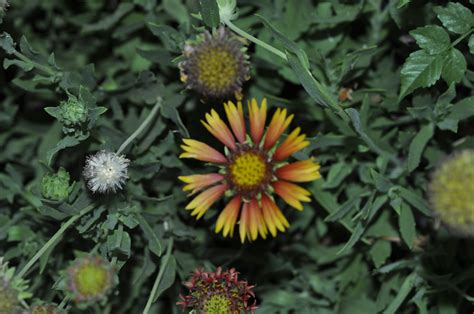 Can Anyone Identify This Asteraceae Species