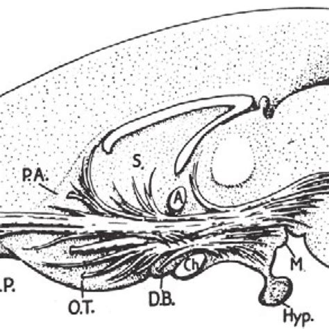 A Drawing Of The Medial Forebrain Bundle Which Illustrates The Main