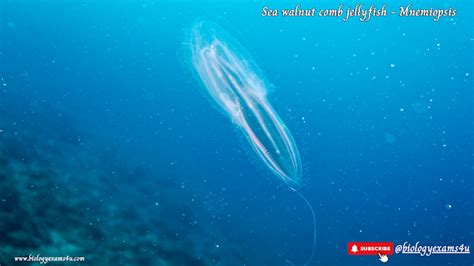 Phylum Ctenophora Characteristics With Examples Animal Kingdom