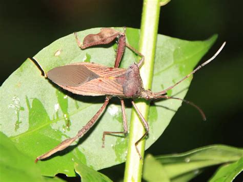 Bug Triatomine Serangga Penghisap Darag Yang Tularkan Parasit
