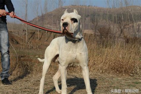 世界上最兇猛的5大犬種，中國神犬沒有上榜，比特第一 每日頭條