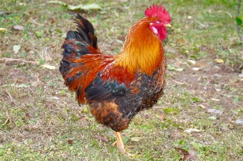 美丽的花公鸡 公鸡 新浪新闻
