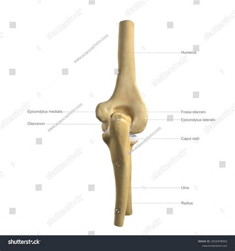 Anatomy Elbow Labelled Illustration Digital Illustration Stock