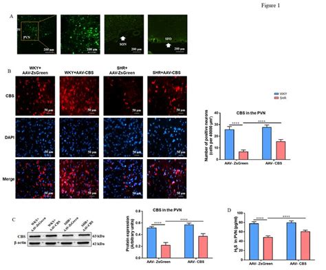 Hypothalamic Paraventricular Nucleus Hydrogen Sulde Exerts