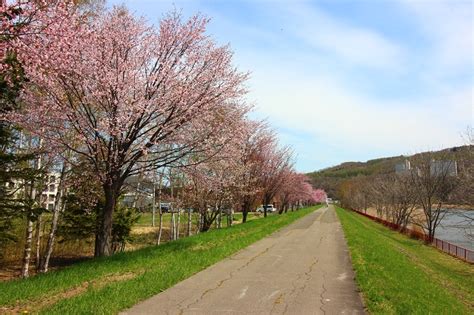 網走の桜 2020大曲公園エリアニュース 株式会社伝書鳩経済の伝書鳩北見網走オホーツクのフリーペーパー
