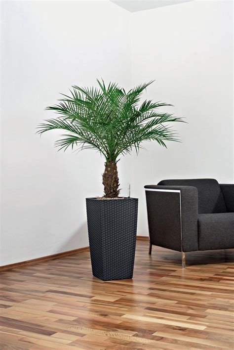 Финикова палма правила за трансплантация и отглеждане у дома 90 снимка