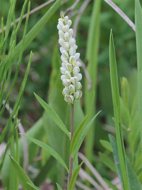 Senega Officinalis Wikipedia