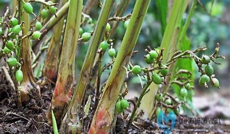 Budidaya Kapulaga Bagi Pemula Untuk Usaha Dan Bisnis Trikmerawat