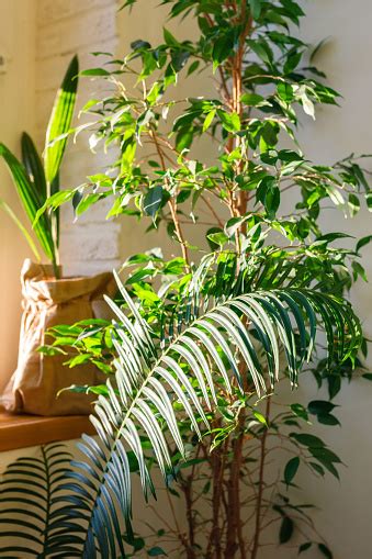 야자수와 창문 옆에 있는 무화과나무 화창한 날 집 식물 스칸디나비아 인테리어 0명에 대한 스톡 사진 및 기타 이미지 0명 가정의 방 나뭇가지 Istock