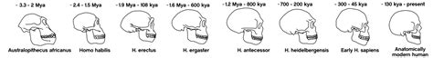Human Evolution Wikipedia