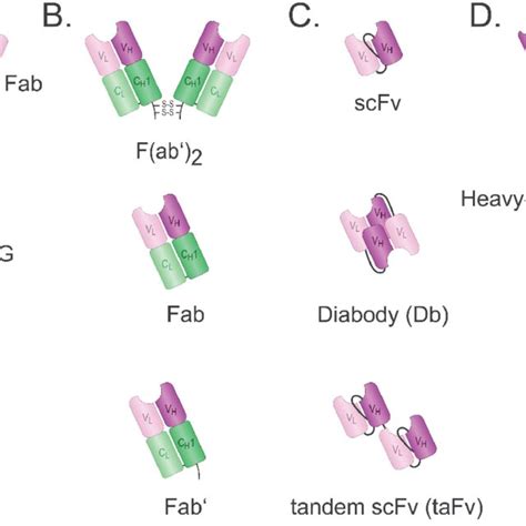 Antibody And Antibody Fragments A The Full Length Immunoglobulin G