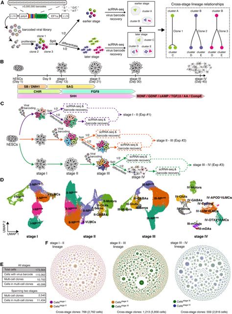 Mapping Of Clonal Lineages Across Developmental Stages In Human Neural Differentiation Cell