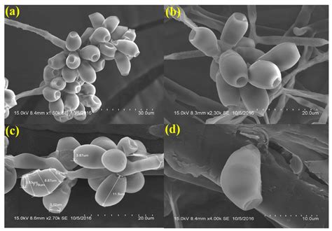 Image And Data Analysis Creative Biostructure