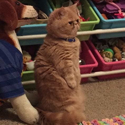 จอร์จ แมวเหมียวลืมตัวคิดว่าเป็นคน ใช้ชีวิตแบบยืนสองขาซะงั้น Sao Viet