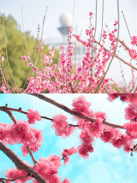 南信大的第一波春天，已就位！ 南京信息工程大学