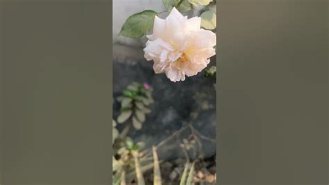 ঘৰৰ গোলাপ জোপা কেনেকুৱা লাগিল জনাৱ 🙏 ️ Youtube