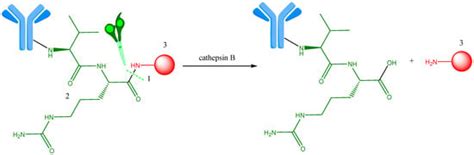 Antibody Drug Conjugates—evolution And Perspectives Mdpi