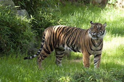 Carcasses Headless Carcass Of Tiger Found In Bandhavgarh Tiger