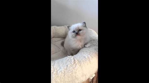 Ragdoll Youtube