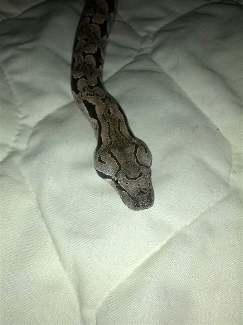 Freshly Shed Dumerils Boa