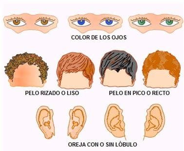 Caracteres Hereditarios Ciencia Explicada