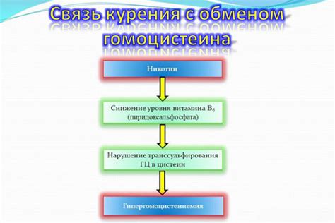 Гомоцистеин: что это такое, что показывает анализ, норма, отклоения