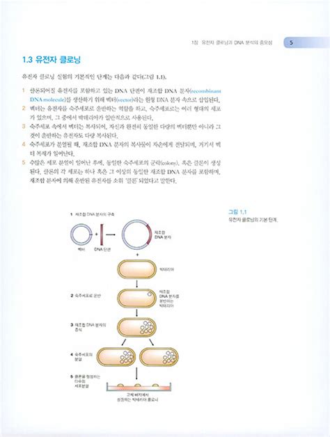 유전자 클로닝과 Dna 분석 T A Brown 알라딘