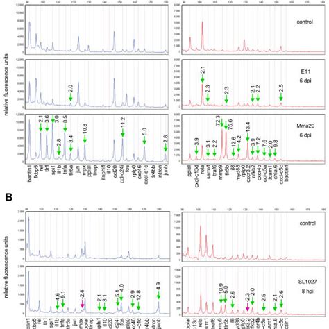Comparison Of Rt Mlpa And Real Time Pcr Data An Rna Sample From An