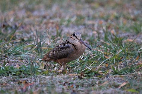 Timberdoodle Quest Georgia Woodcock Hunting Georgia Outdoor News