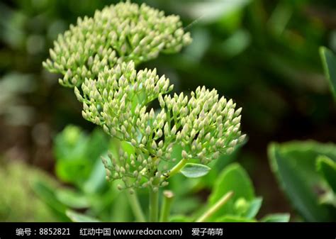 八宝景天密密麻麻的花蕾高清图片下载 红动中国