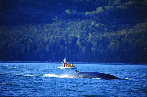 Ethical Wildlife Encounter A Tadoussac Whale Watching Trip