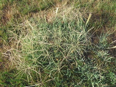 Iaturf Is It Crabgrass Bermudagrass Or Windmill Grass