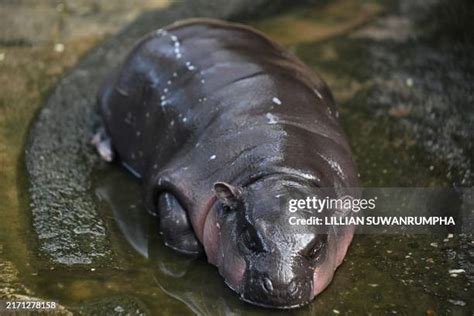 237 Moo Deng Photos And High Res Pictures Getty Images