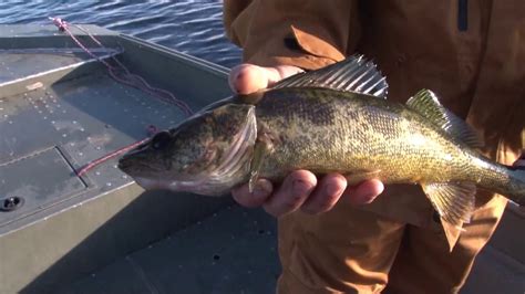 Dog Lake Walleye Simply Breathtaking Full Length Epss01 Youtube