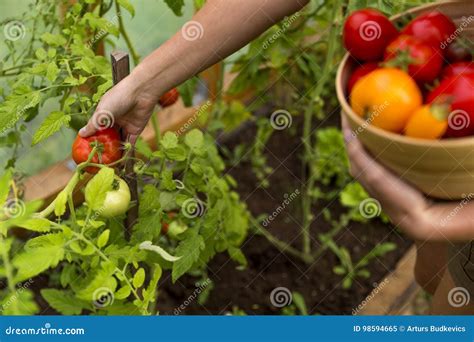 Woman`s Hands Harvesting Fresh Organic Tomatoes Stock Image Image Of