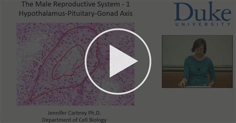 Hypothalamus Pituitary Gonad Axis The Reproductive System Coursera