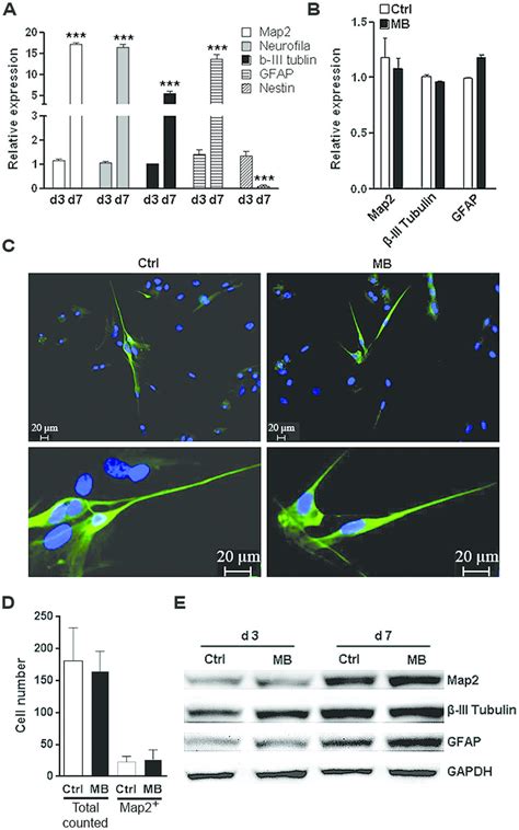 Mb Does Not Impede Committed Neuronal Differentiation A Q Rtpcr
