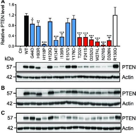 Pten Mutations In Phts Patients With Autistic Features Schematic Download Scientific Diagram
