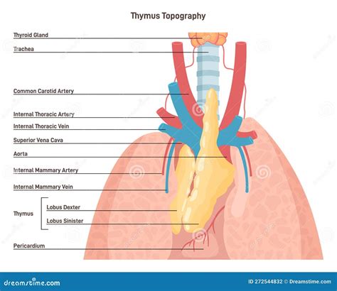 Thymus Anatomy And Blood Supply Primary Lymphoid Organ Of The Human