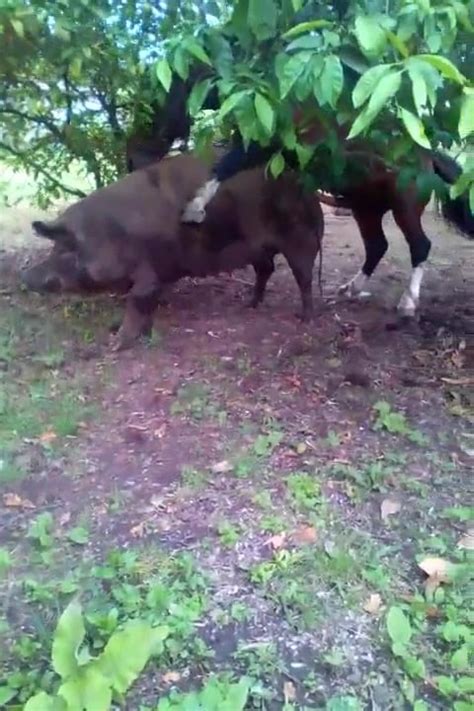 Horse Fucks Pig Sow