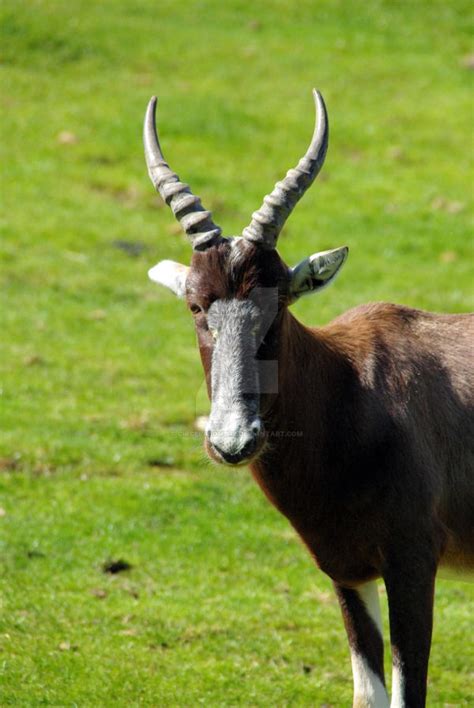 Okapi By Circelasombre On Deviantart