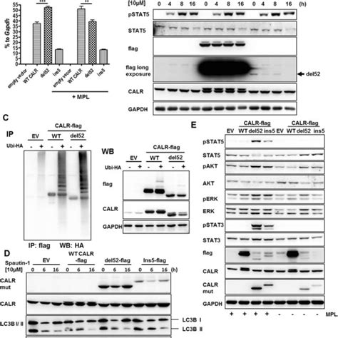 32d Cells Expressing Calr Mutants Show Increased Mrna And Protein