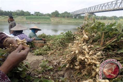 Panen Kacang Tanah Antara News Jawa Timur